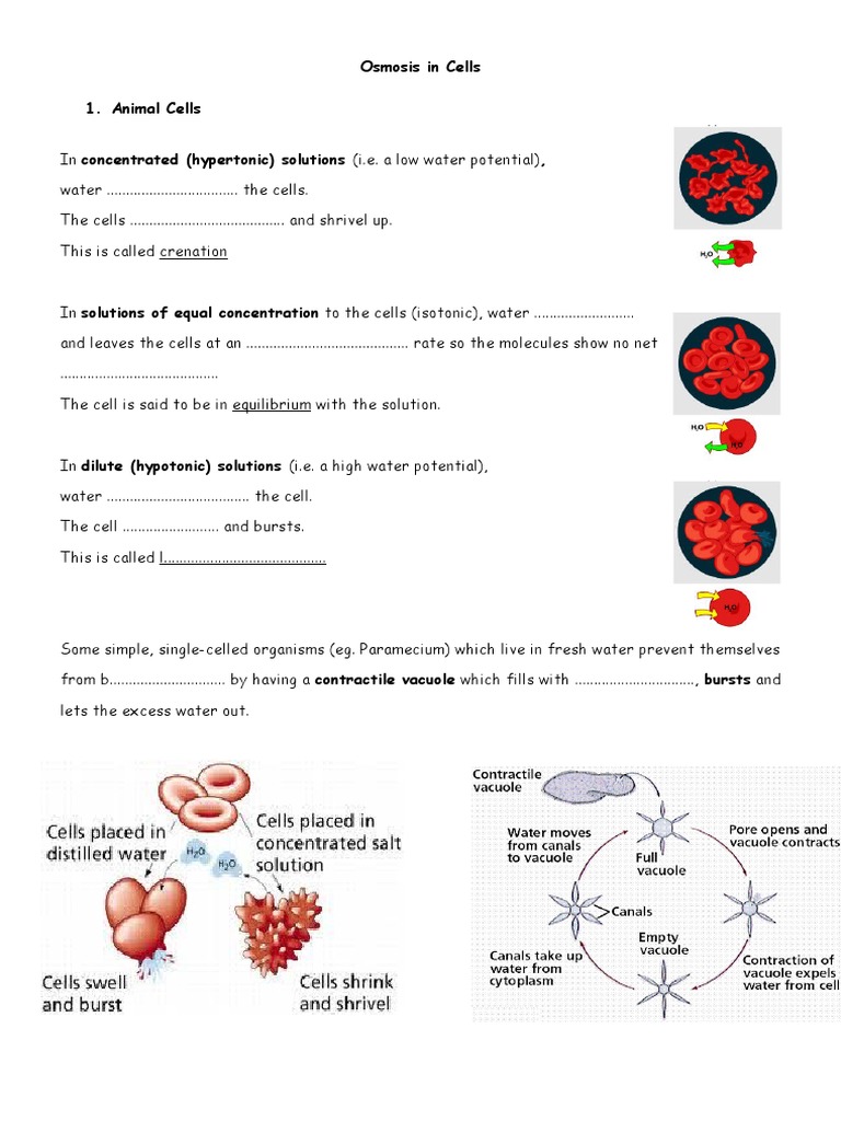 Osmosis Effects on Animal and Plant Cells | PDF