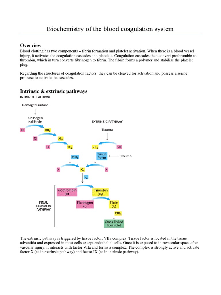 Biochemistry of The Blood Coagulation System | PDF | Coagulation | Platelet
