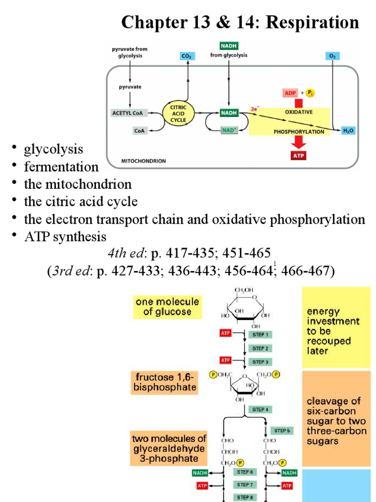 Cellular Respiration | PDF | Glycolysis | Electron Transport Chain