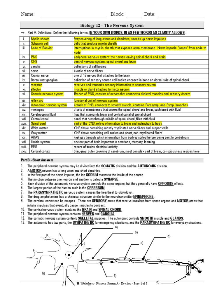 Nervous System Worksheet Answer Key | PDF | Chemical Synapse | Nervous ...