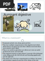 Digestive System of Goats | PDF | Ruminant | Digestion