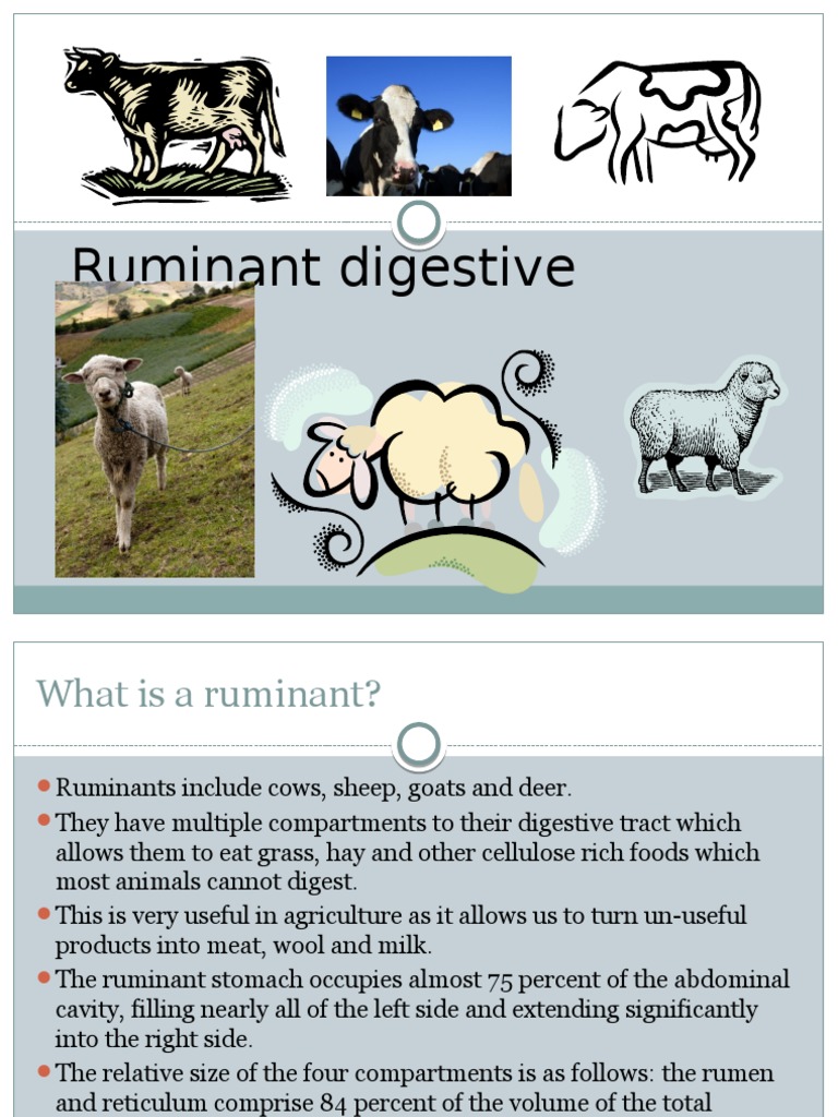 Ruminant Digestive System PPT Pres | PDF | Ruminant | Digestion