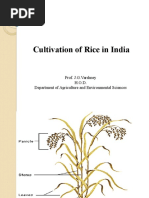 1 Morphology of The Rice Plant | PDF | Rice | Plants