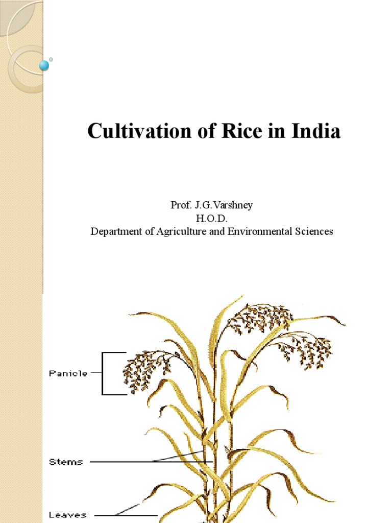 Rice Cultivation Practices in India | PDF | Rice | Sowing