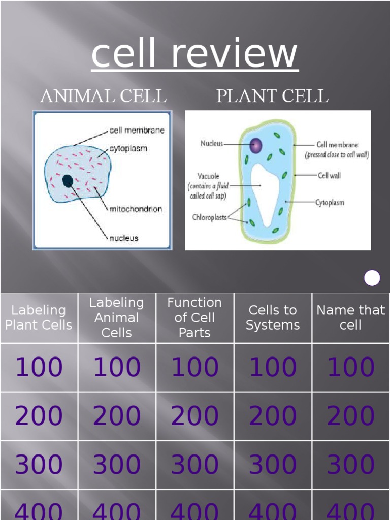 Plant and Animal Cell Review Quiz | PDF | Eukaryotes | Cell (Biology)