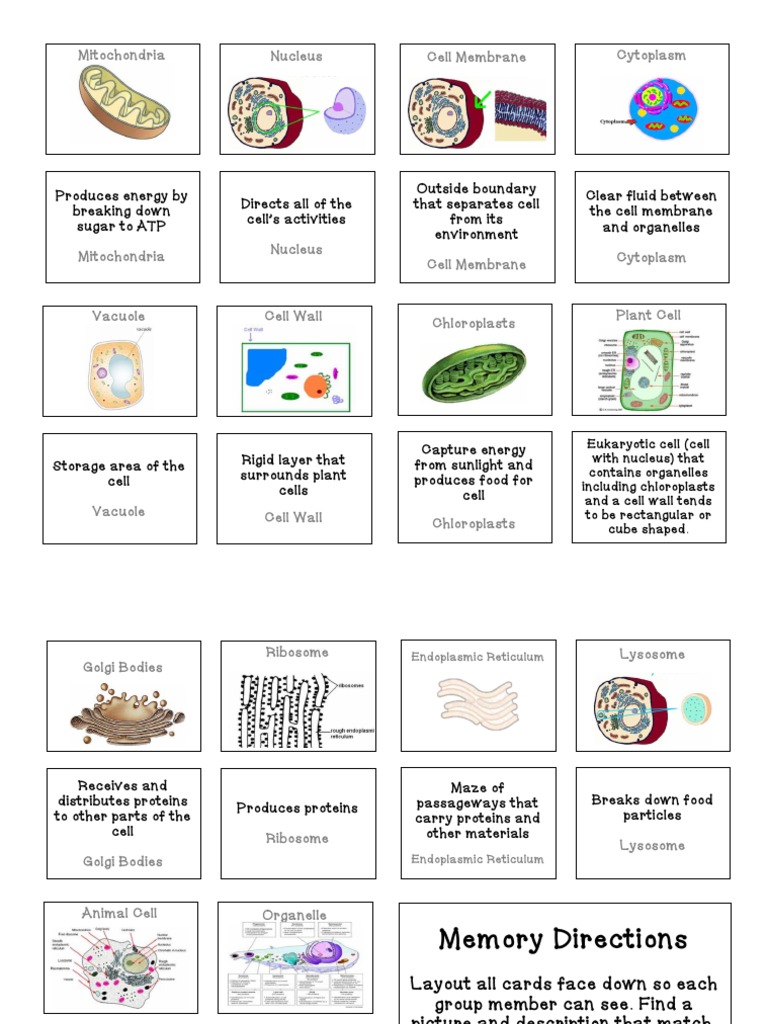 Mitochondria Nucleus Cell Membrane Cytoplasm | PDF