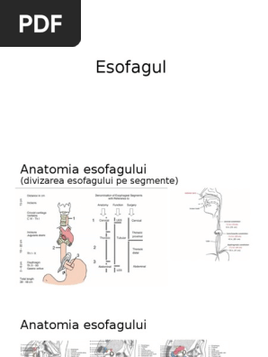 Diagramaesofaguluipentrucopii