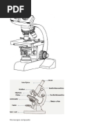 Normas para El Uso Correcto Del Microscopio Óptico | PDF