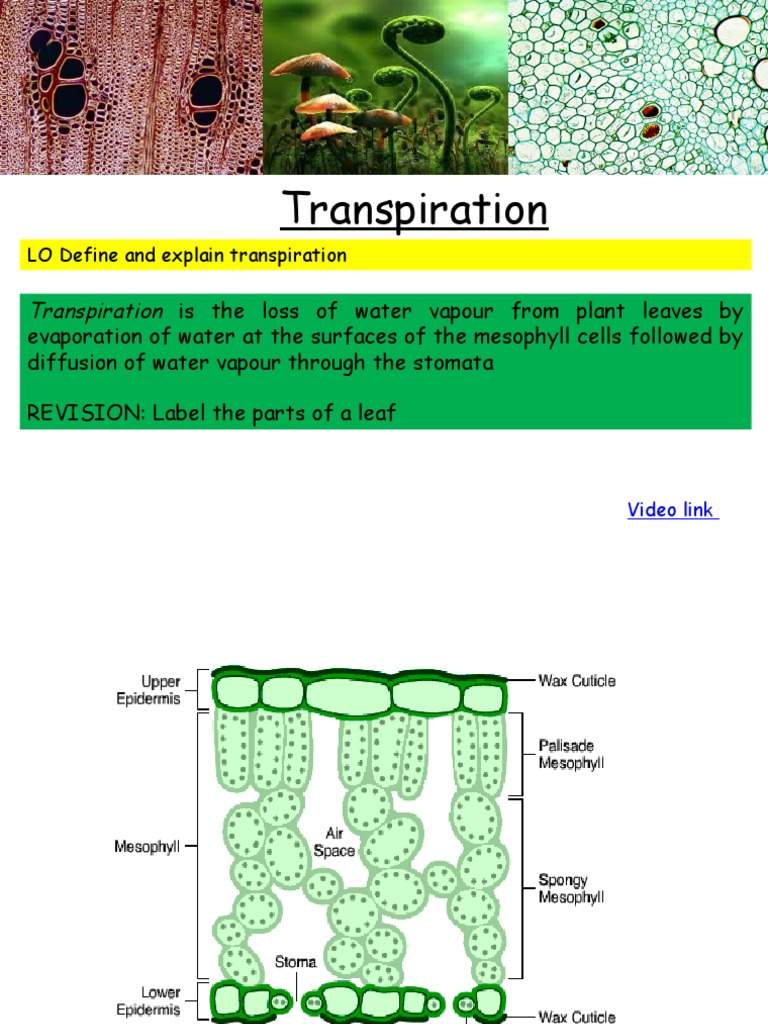 Transpiration | PDF | Stoma | Leaf