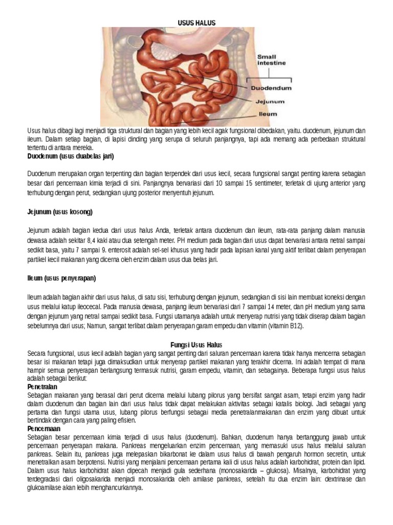 Usus Halus | PDF | Gaya Hidup