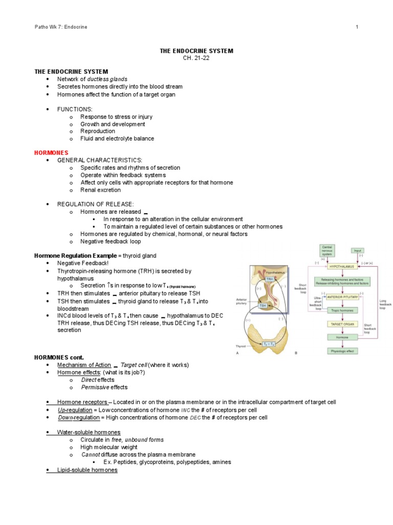 Endocrine Pathophysiology Nursing Notes | PDF | Hormone | Adrenal Gland