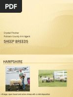 Dorper Sheep Farming Guide | PDF | Sheep | Breeding