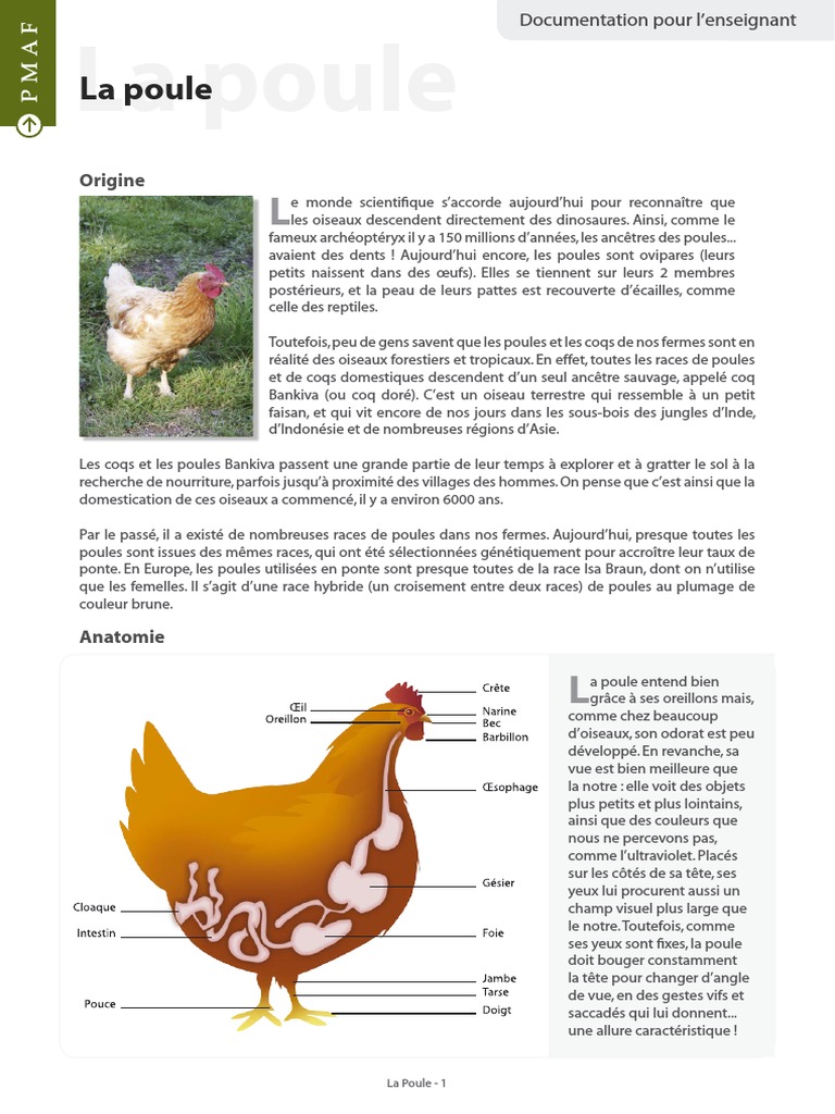 Fiche Poule Enseignant | PDF | Poulet | Œuf (aliment)