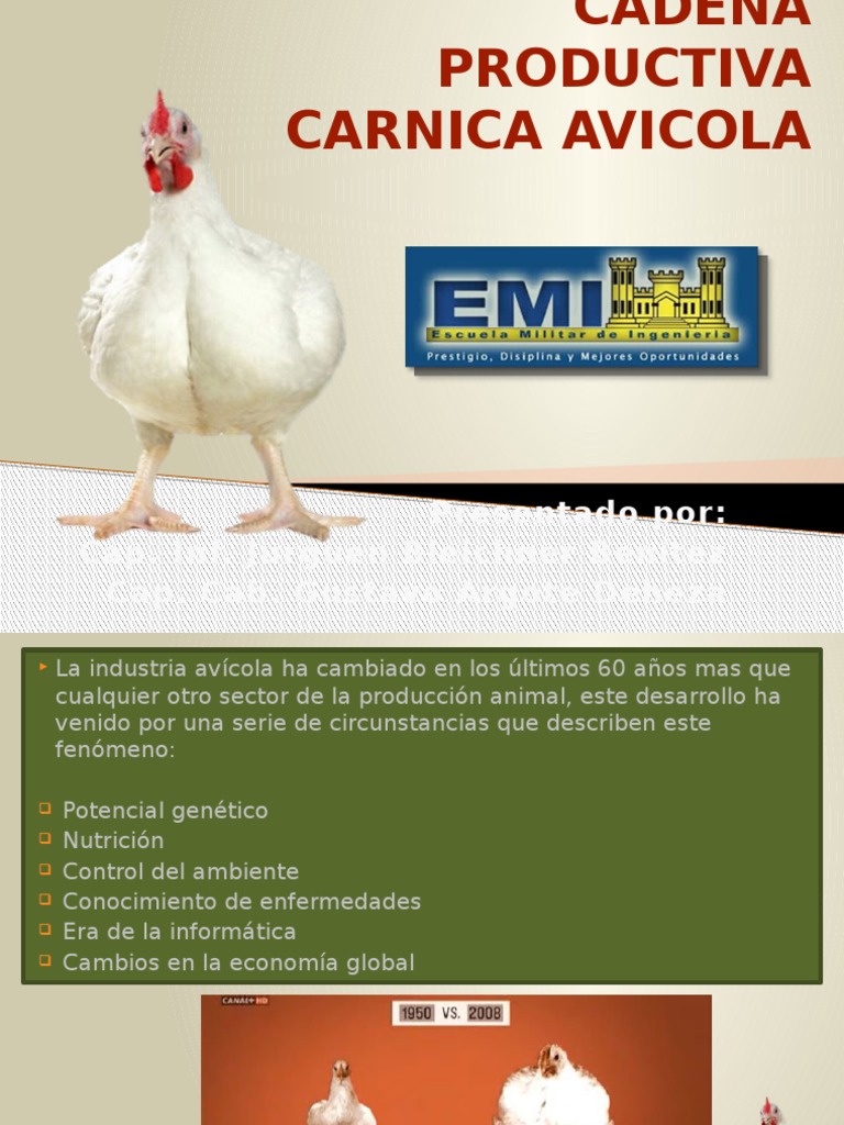Cadena productiva de pollos parrilleros | Pollo | Alimentos