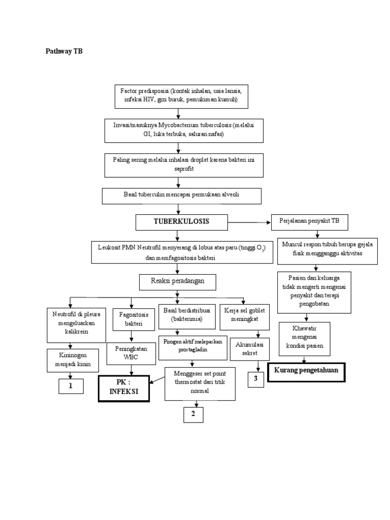 Pathway TB Paru | PDF