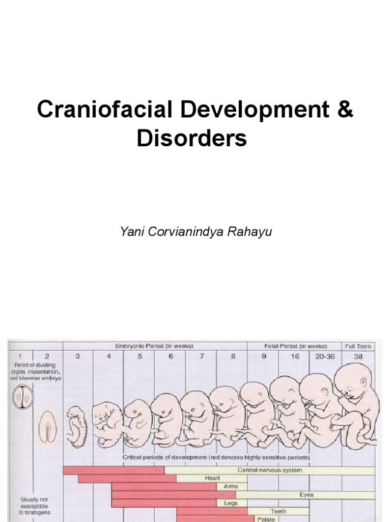 Craniofacial Development & Disorders1 | PDF | Congenital Disorder | Anatomy