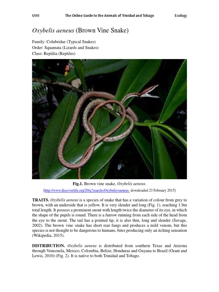 Oxybelis_aeneus | Nature