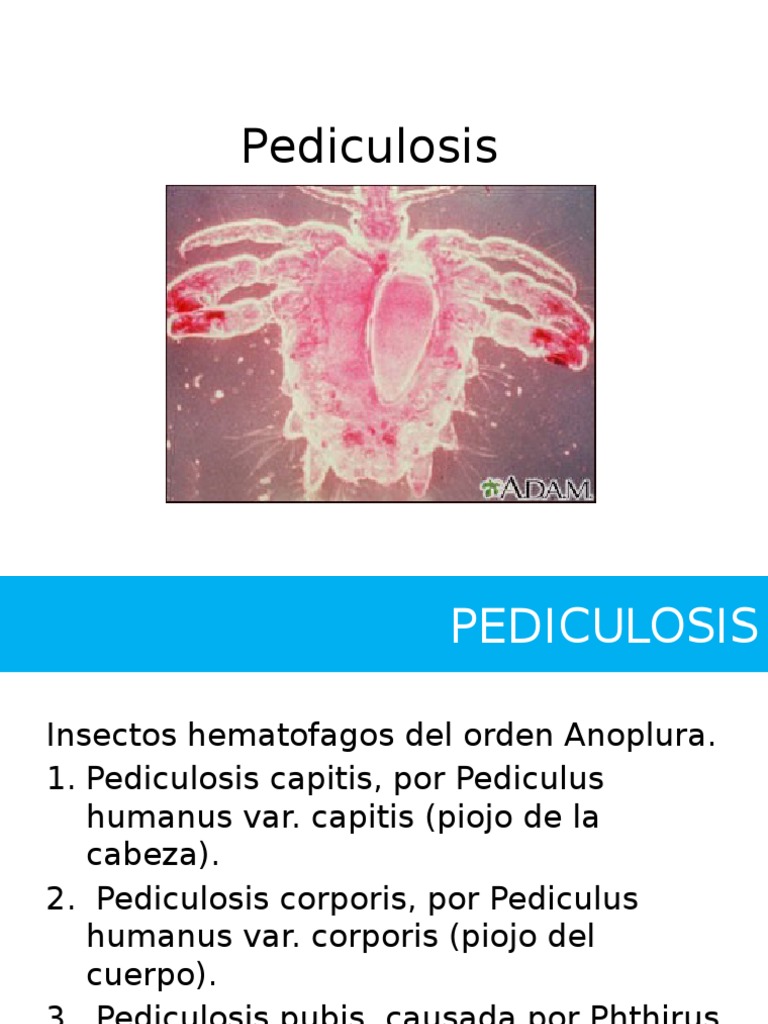 Pediculosis | Especialidades Medicas | Enfermedades y trastornos