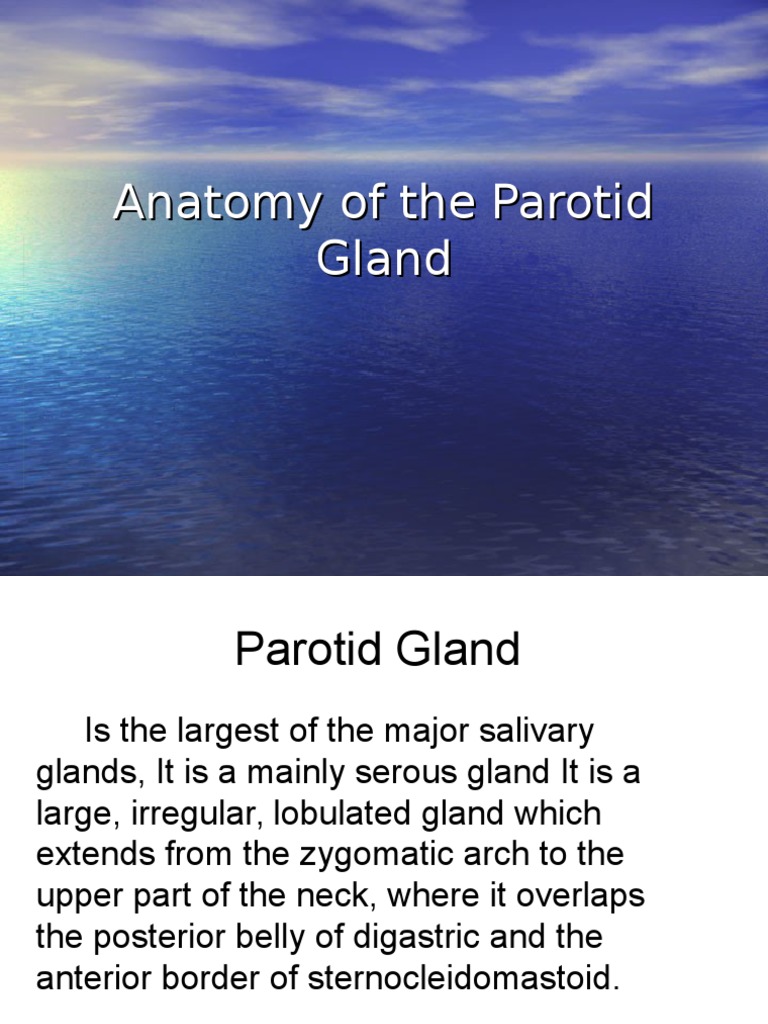 Anatomy of the Parotid Gland | PDF | Common Carotid Artery | Human Head ...