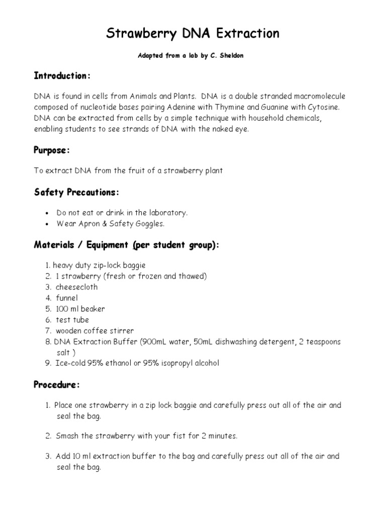 Strawberry DNA Extraction Lab Guide | PDF | Dna | Cell (Biology)