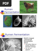 Rumen Fermentation Power Point Presentation | PDF | Ruminant | Digestion