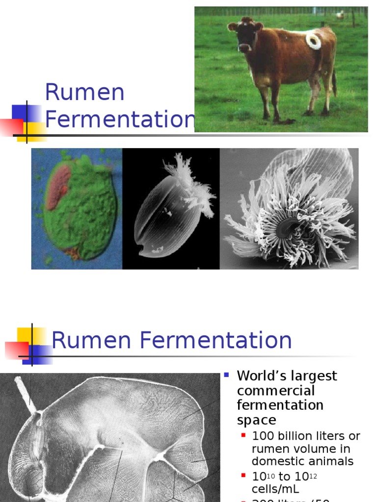 Rumen Fermentation | Ruminant | Digestion