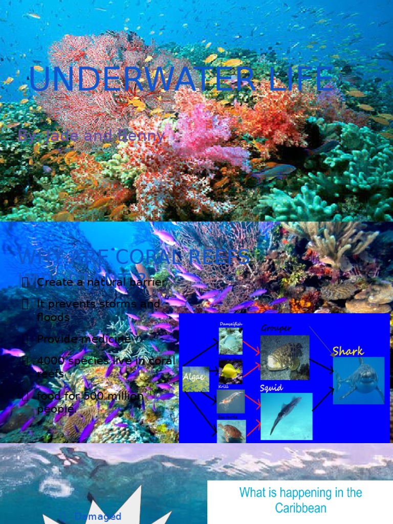 Coral Reefs | PDF
