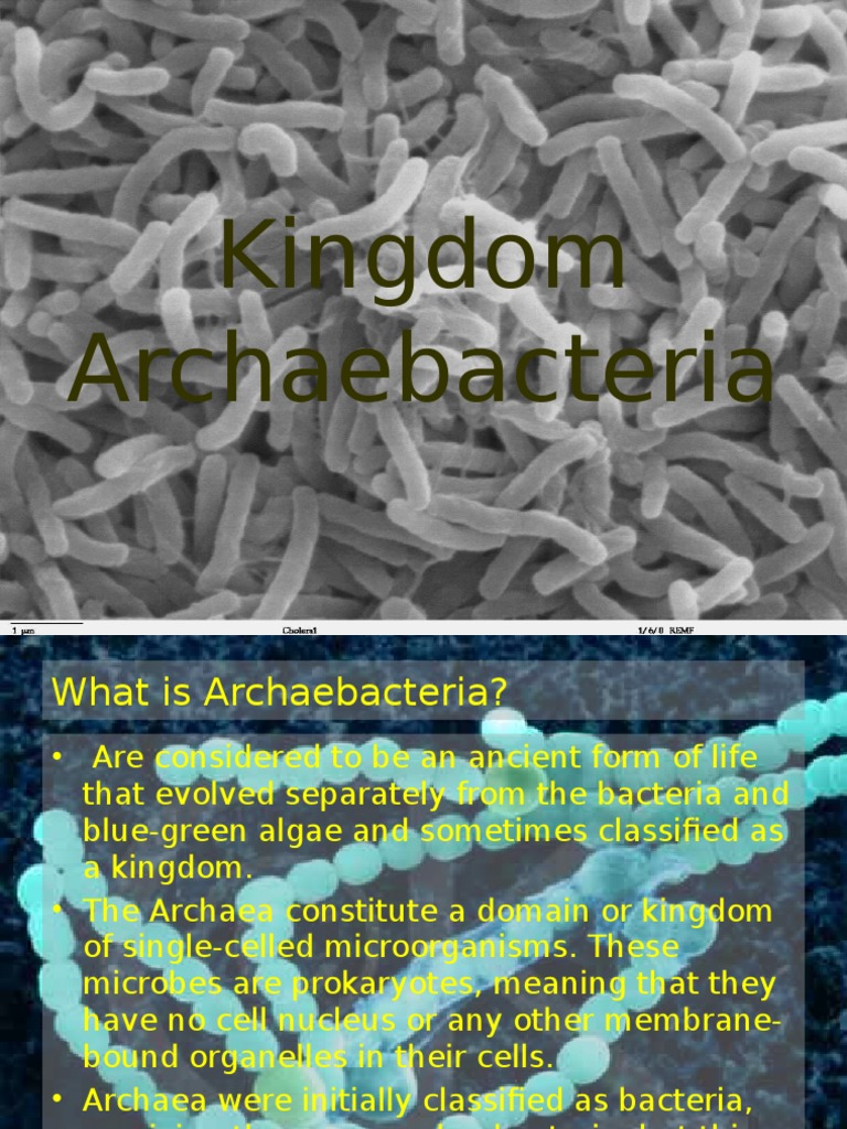Kingdom ArchaeBacteria | PDF | Archaea | Bacteria