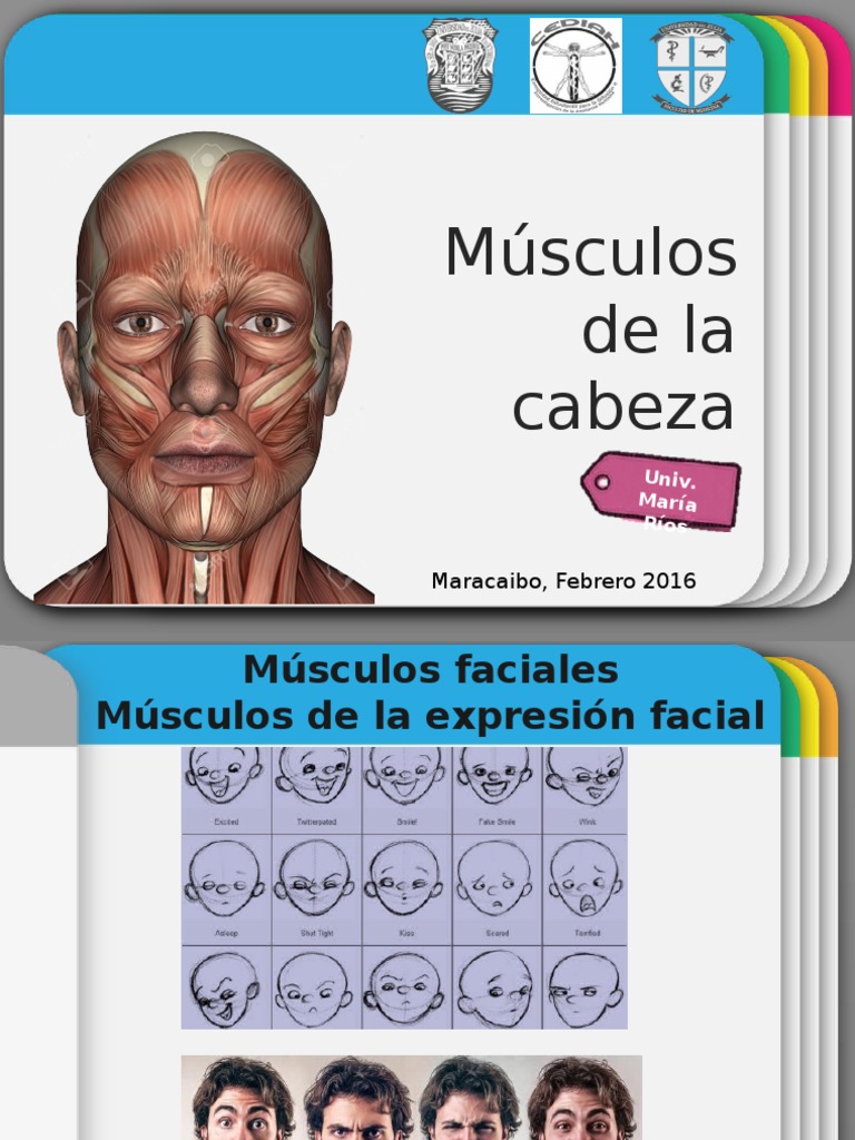 Musculos de La Cabeza | PDF | Cabeza y cuello humanos | Anatomía humana