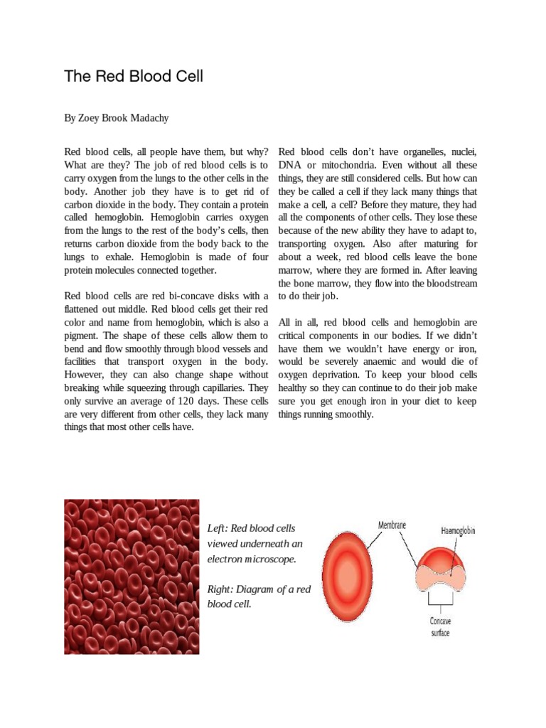 Anatomy of Red Blood Cells Explained | PDF