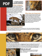 Subject Enrichment Activity Social Science: Endangered Species | PDF ...