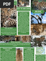 Amur Leopard Research Paper | PDF | Leopard | Organisms