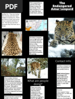 Amur Leopard English Presentation | PDF | Endangered Species | Leopard