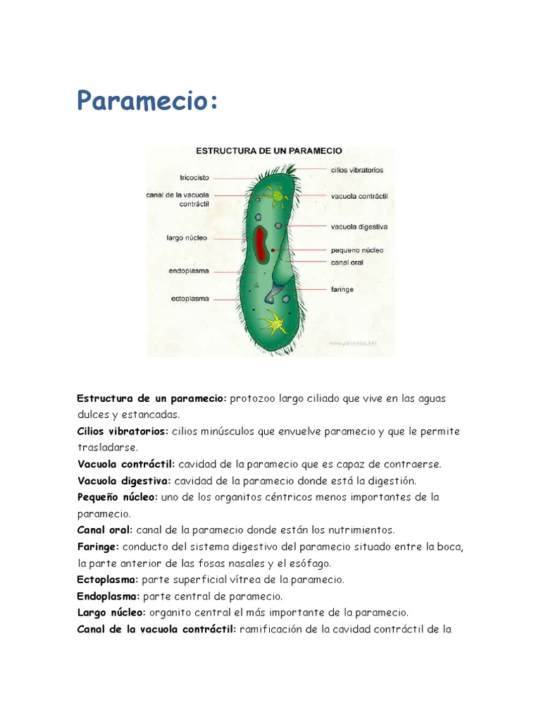 Estructura y características del paramecio | PDF | Ciencia y matemáticas