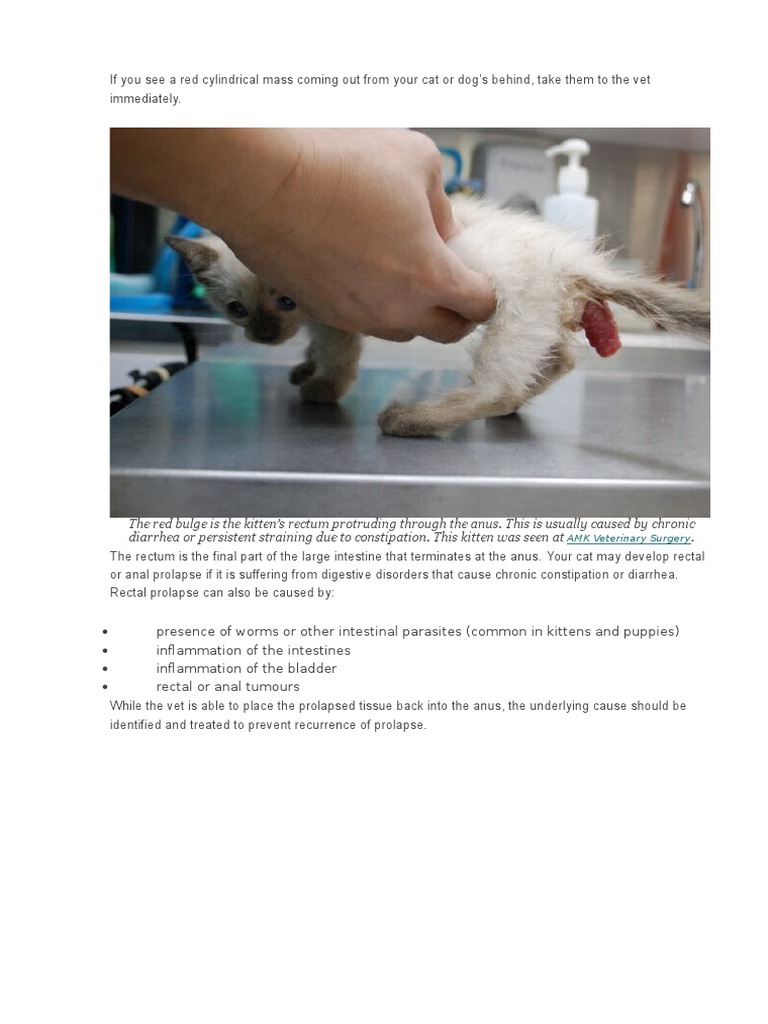 Prolapsed Rectum in Kittens | PDF