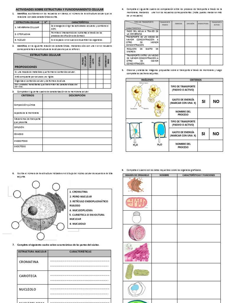 Hoja De Trabajo Sobre La Estructura Y Función De La Membrana Celular