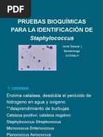 Retortamonas intestinalis: Protozoo Intestinal | PDF | Biología | Medicina