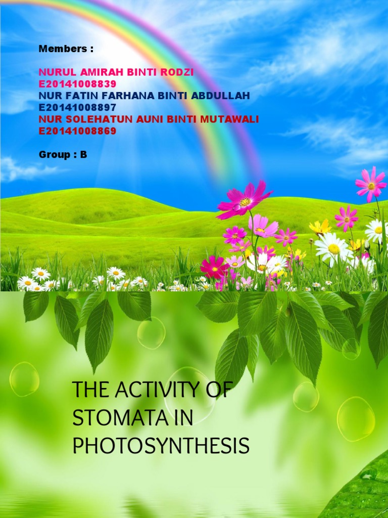 Stomata Role in Photosynthesis | PDF