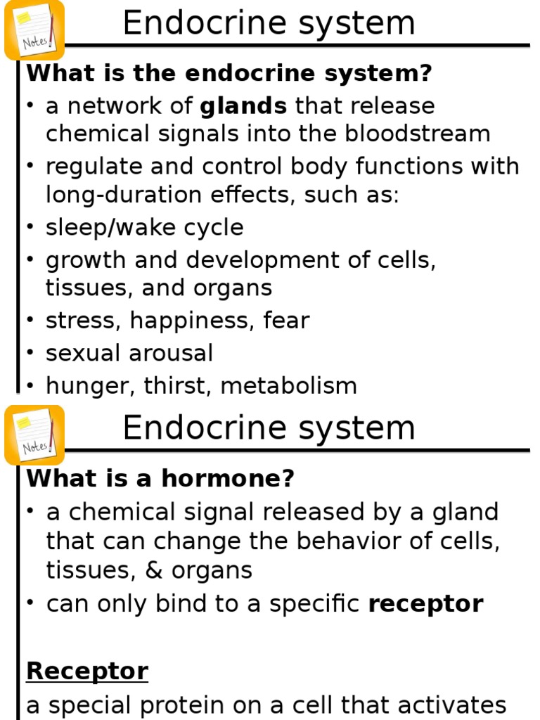 Reproductive System Notes | PDF