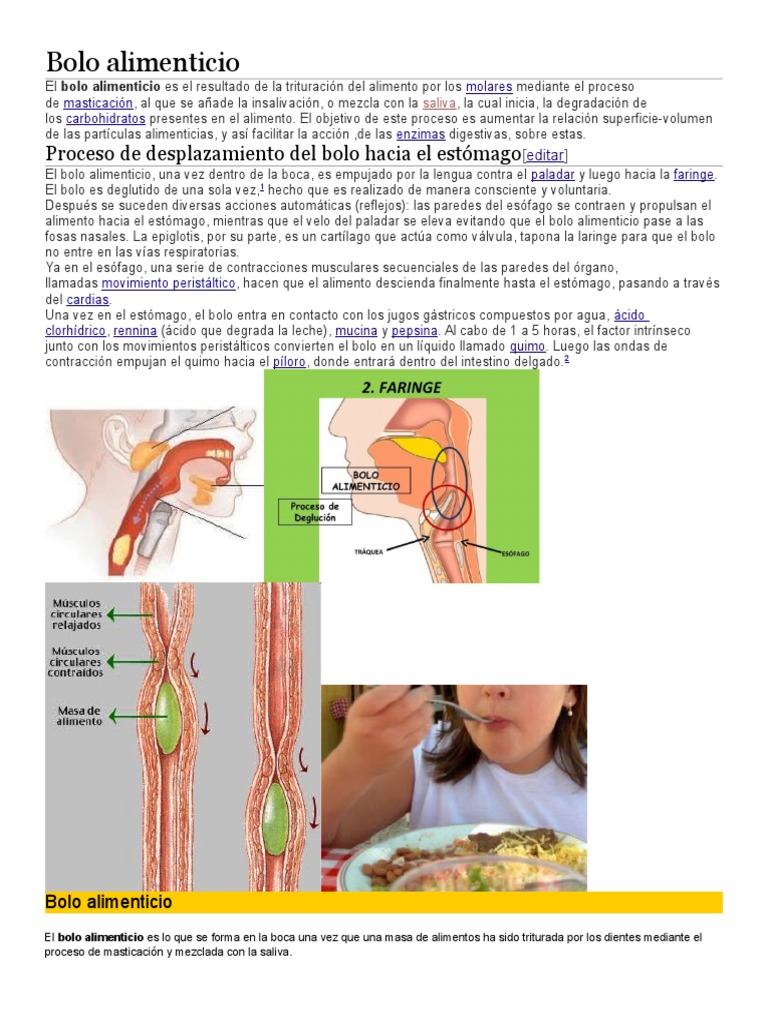 Bolo Alimenticio | PDF | Digestión | Zoología