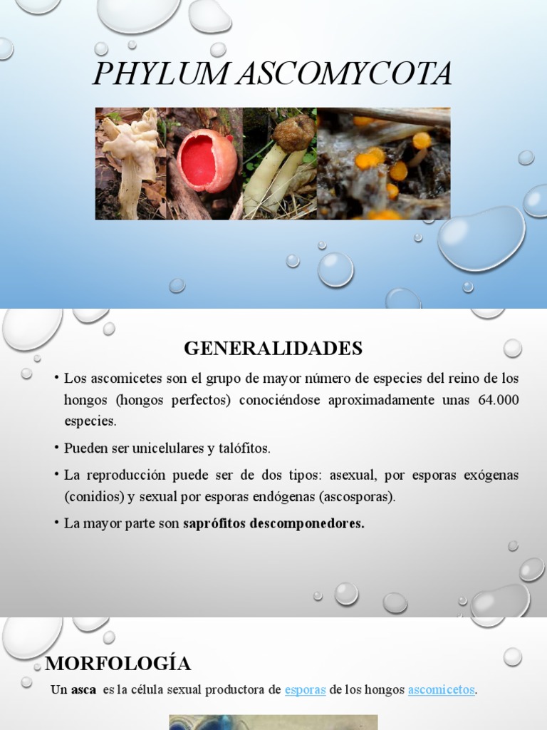 Phylum Ascomycota | PDF | Hongo | Biología
