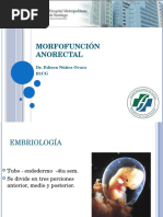 Anatomía Anorrectal y Fisiología | PDF | Recto | Pelvis