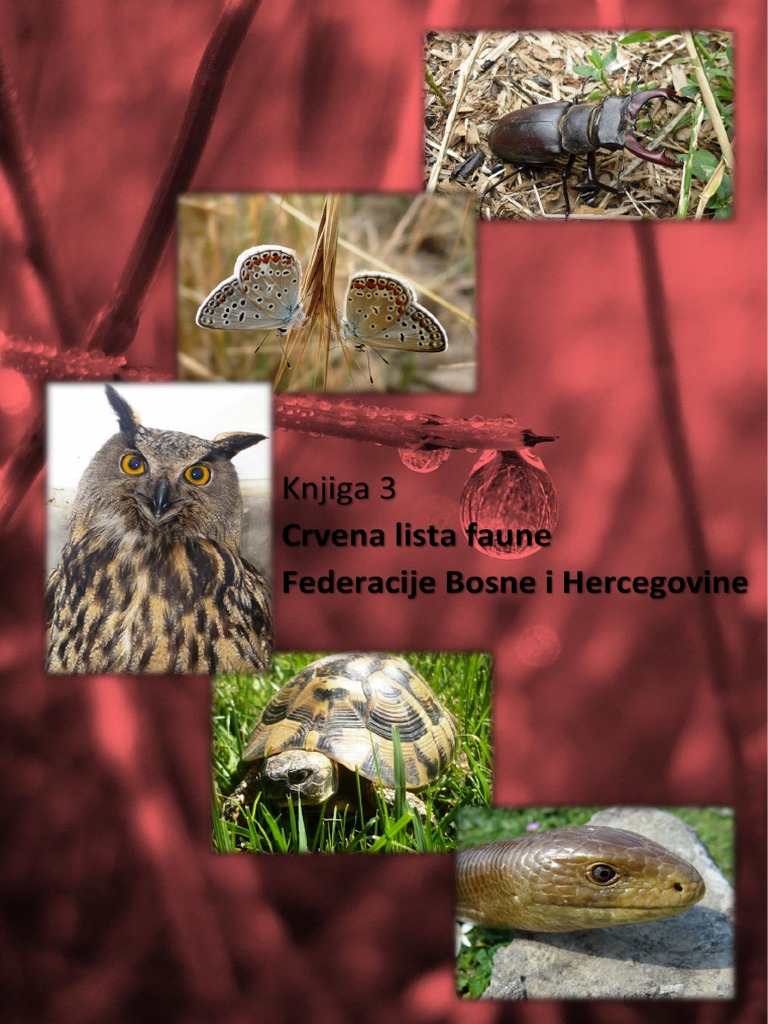 Stupid Animal | PDF