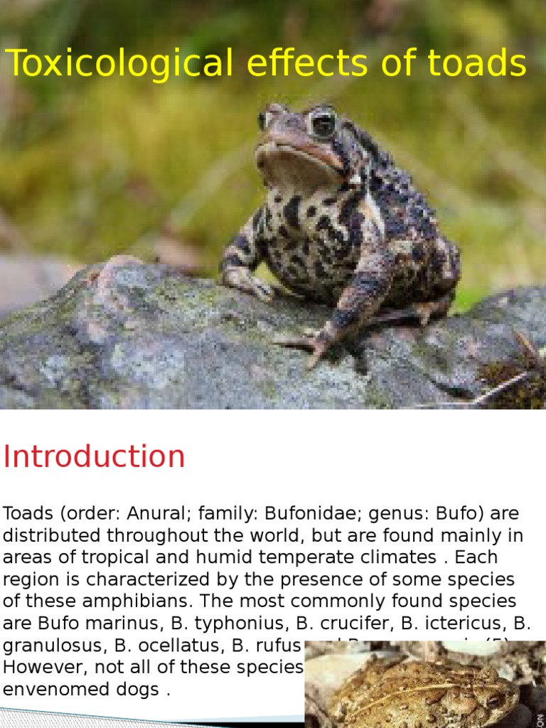 Toxicity of Toads | PDF | Venom | Heart