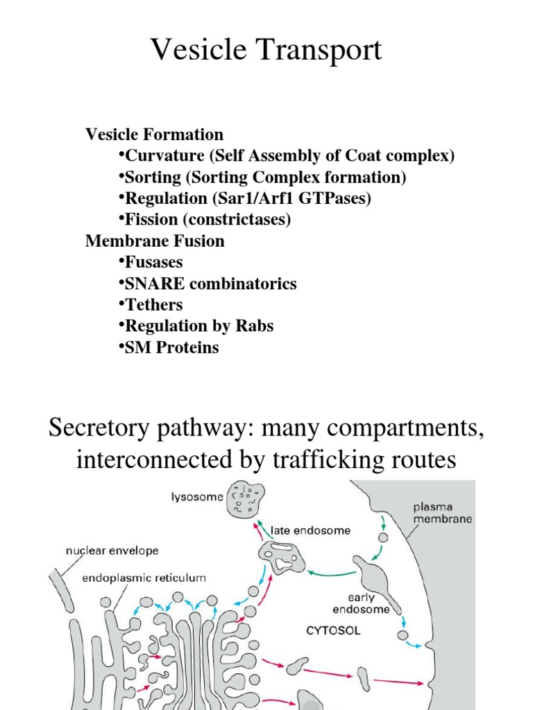 04 Vesicle Transport | PDF | Vesicle (Biology And Chemistry) | Cell ...