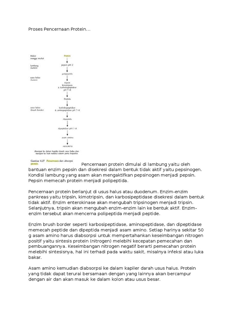 Pencernaan dan Absorpsi Protein dalam Tubuh | PDF | Kesehatan Holistik