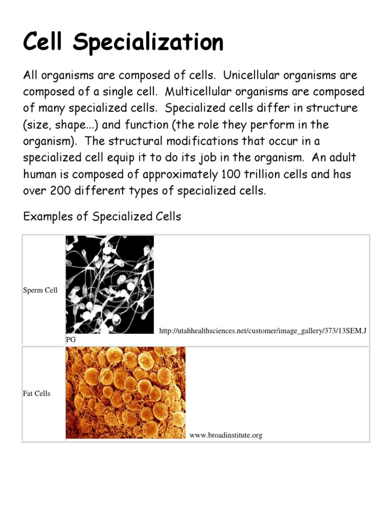 Cell Specialization | PDF | Adipose Tissue | Red Blood Cell
