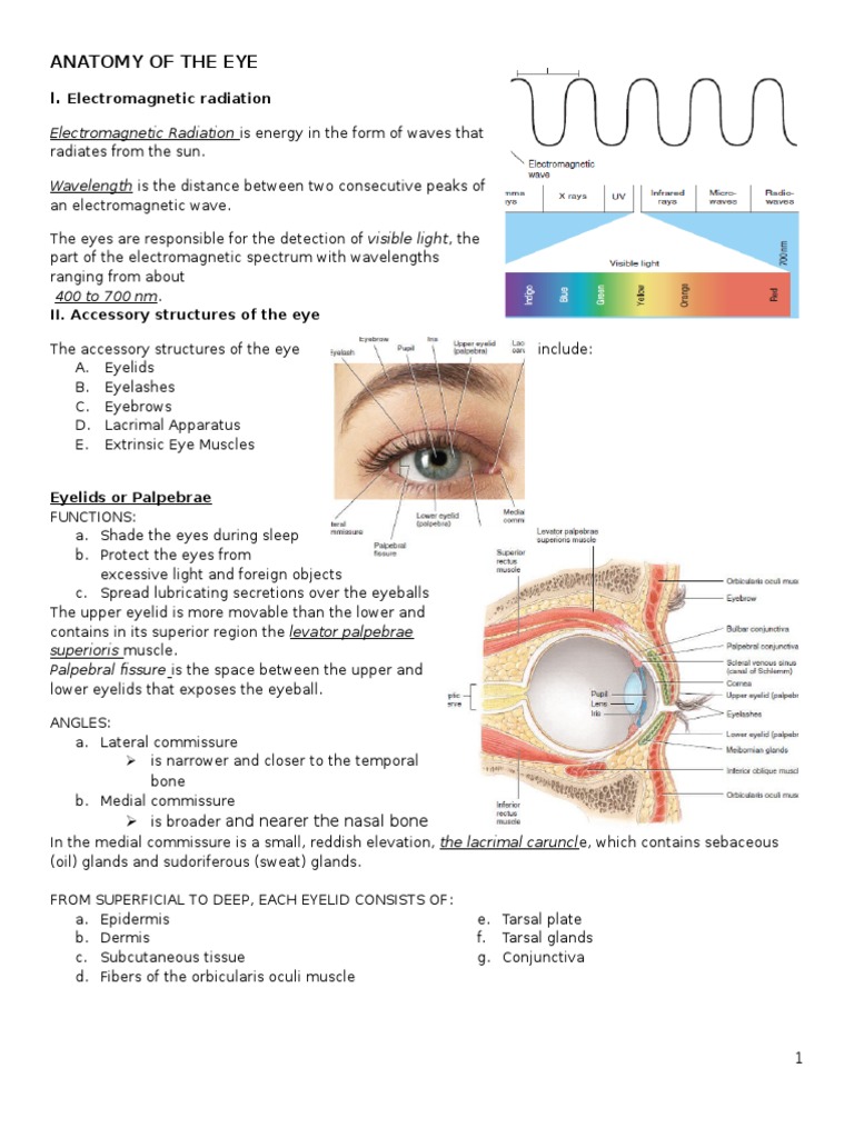 Anatomy and Physiology of the Eye | Human Eye | Retina