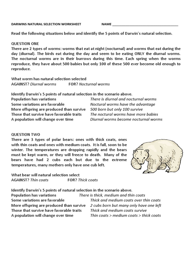 Darwins Natural Selection Worksheet Key | PDF | Bears | Natural Selection