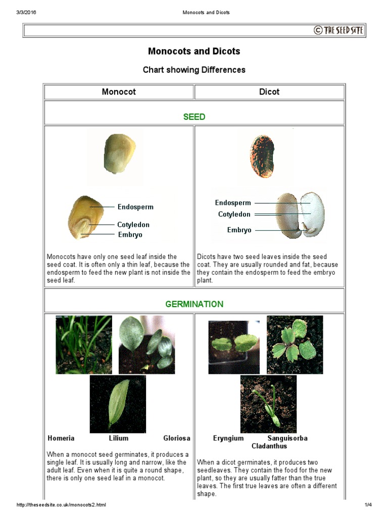 Monocots and Dicots: Chart Showing Differences Monocot Dicot | PDF ...
